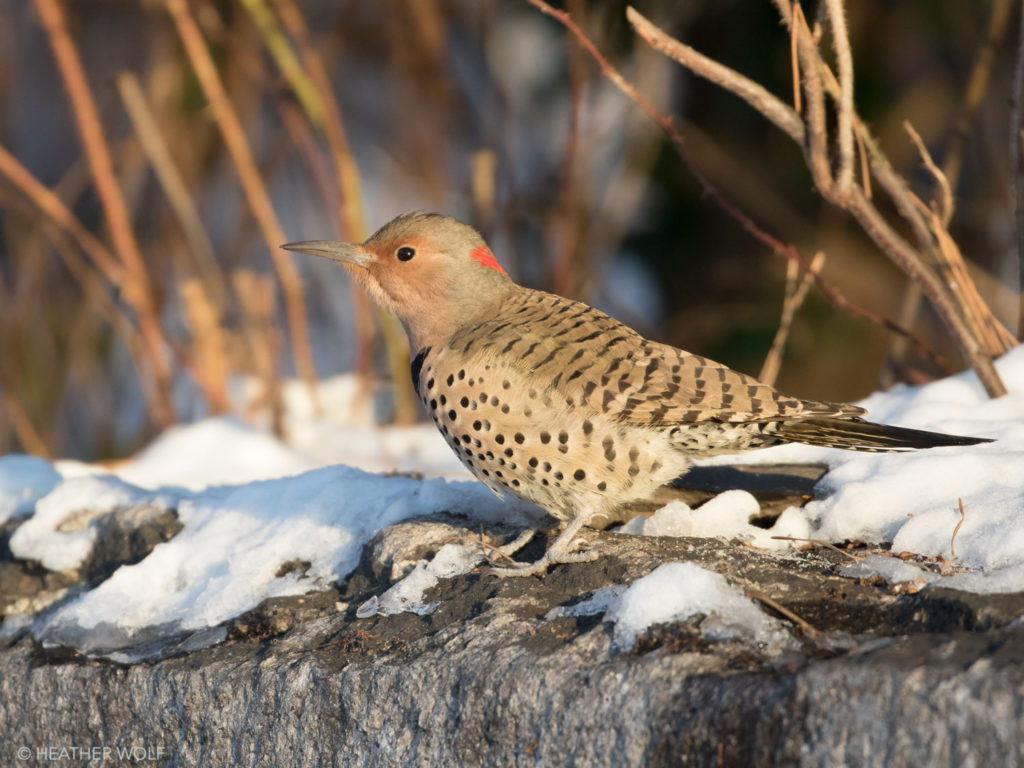 New fast-track docket for migrants faces familiar challenges