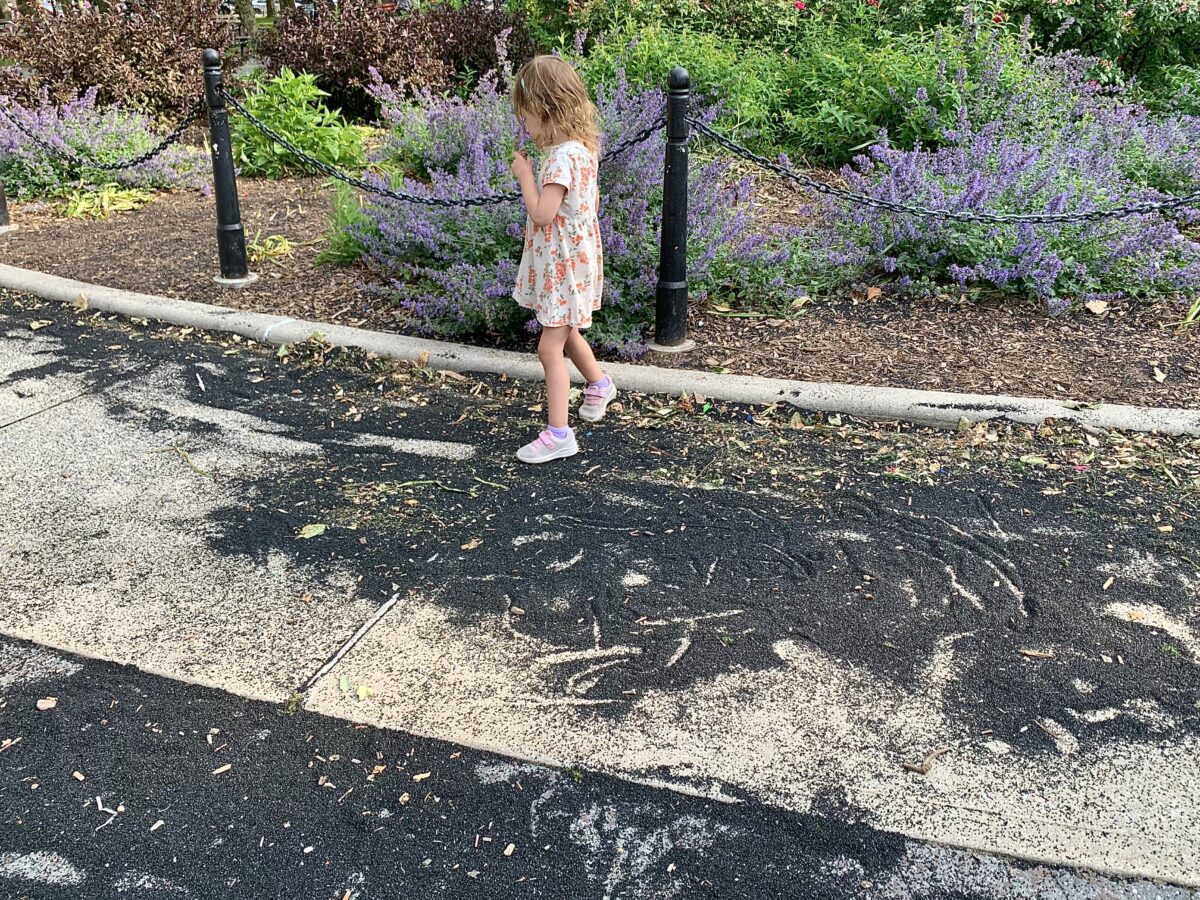 Replacement of Cadman Plaza Park turf to start next week